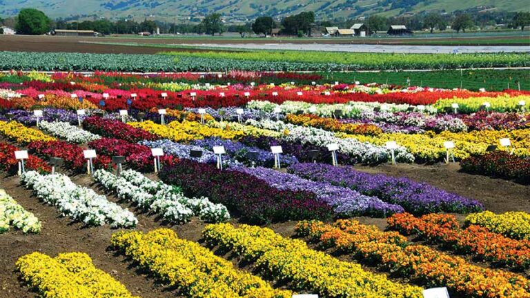 Travel Guide to California | Central Valley - Discover the Golden State